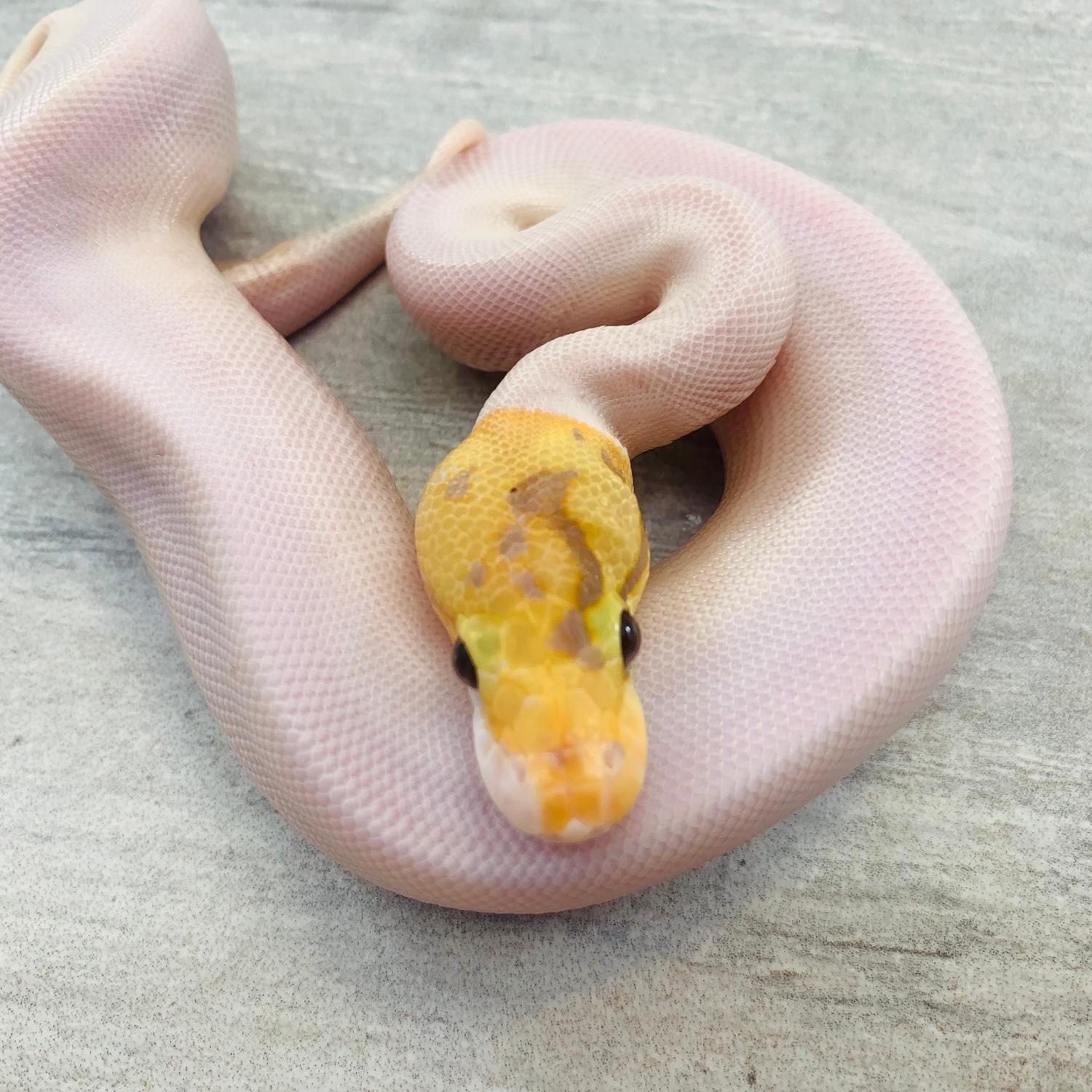 Banana Spider Pos Black Head Pied Ball Python by KDM Exotics - MorphMarket