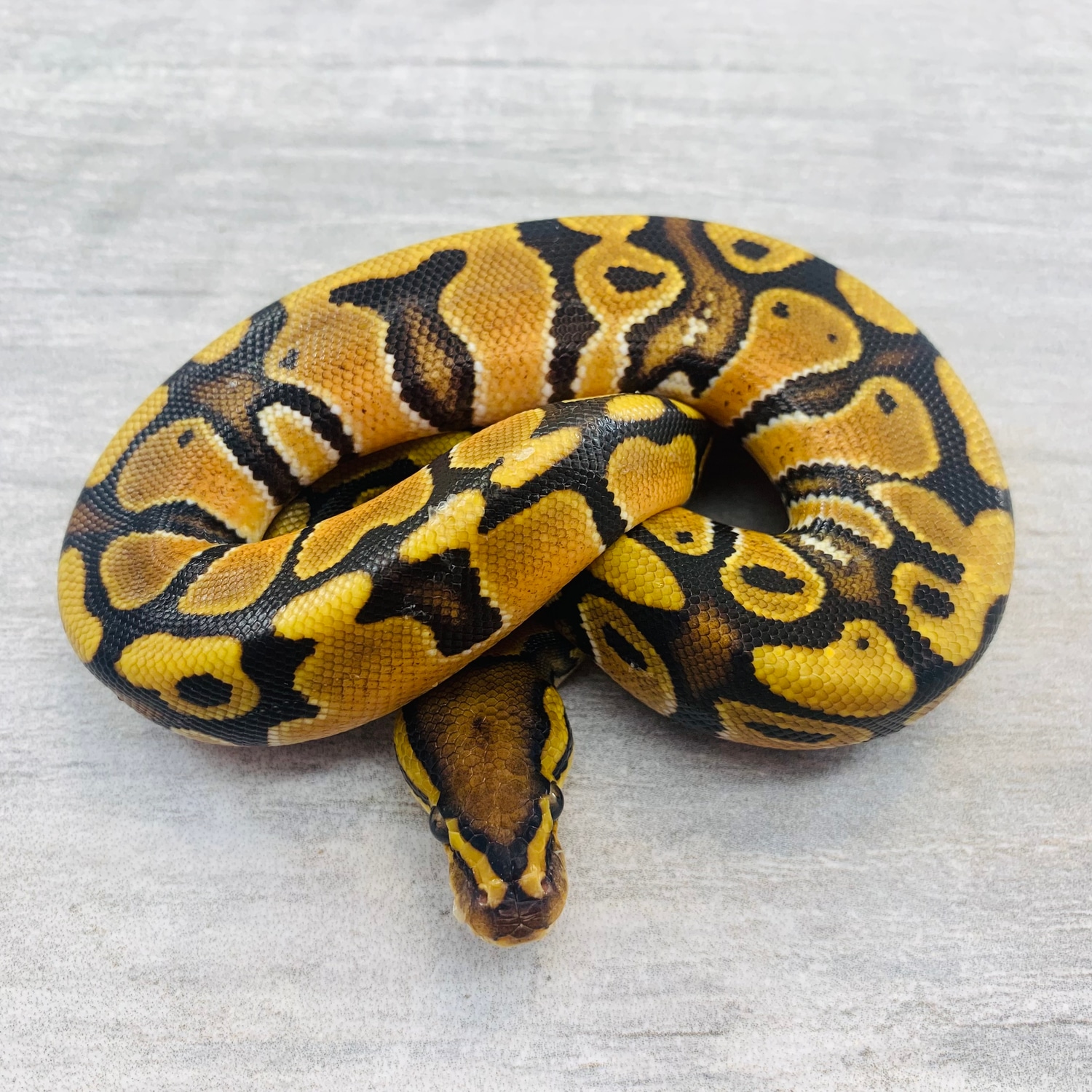 Vanilla/Fire Orange Dream Pos Het Clown Ball Python by KDM Exotics ...