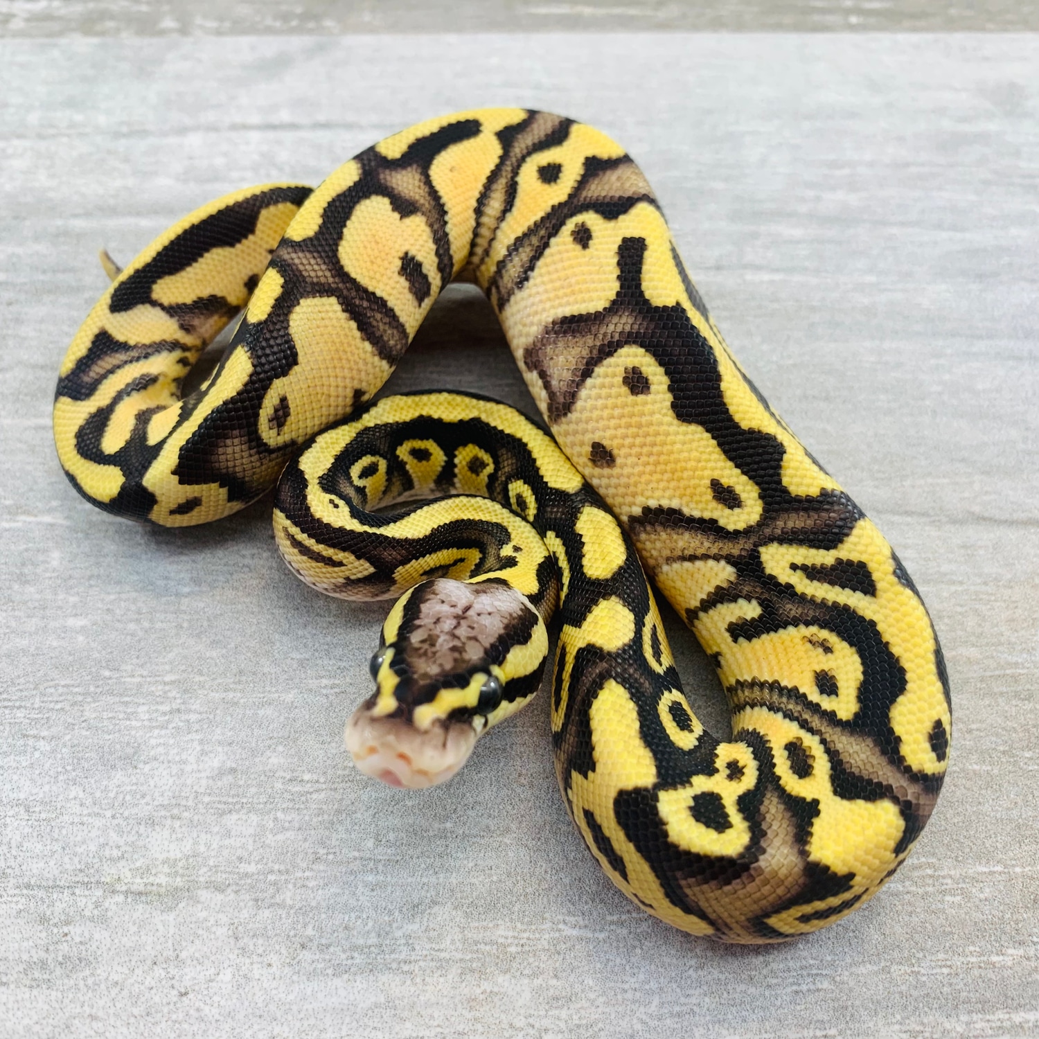 Pastel Vanilla/Fire OD Pos Het Clown Ball Python by KDM Exotics - MorphMarket