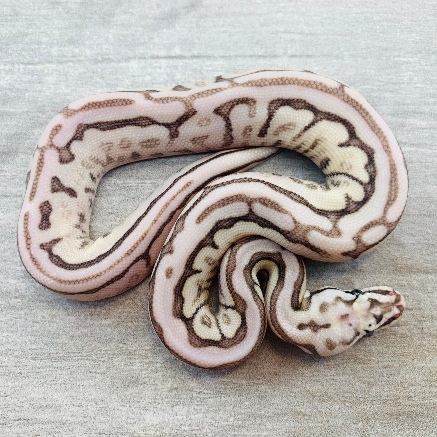 Leo Butter Fire Pastel Yellowbelly/Asphalt Spider Ball Python by KDM ...