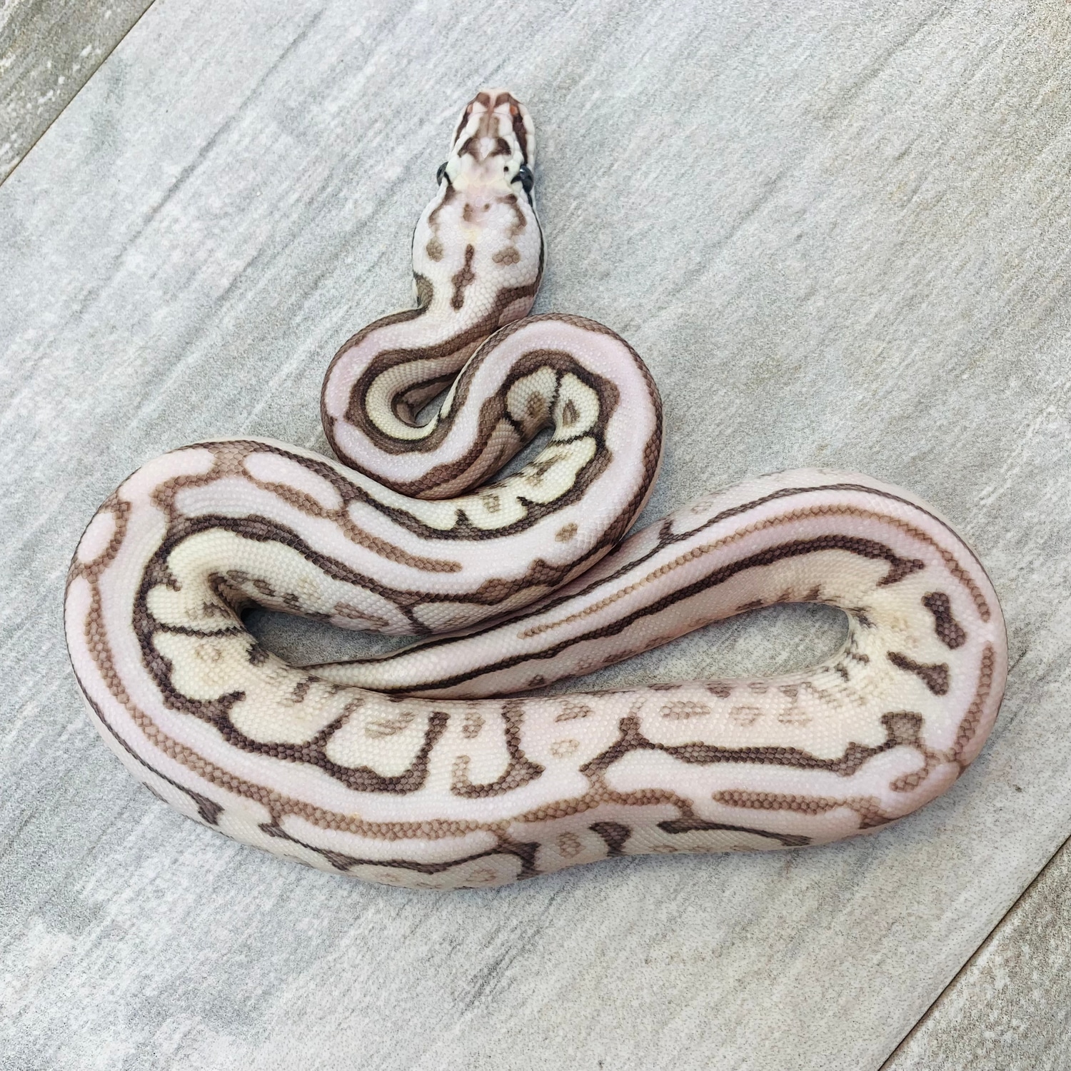 Leo Butter Fire Pastel Yellowbelly/Asphalt Spider Ball Python by KDM ...