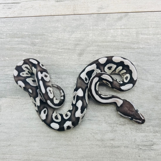 Mojave VPI Axanthic Ball Python by KDM Exotics