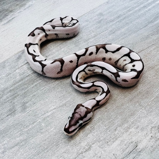 Sulfur Mojave Spider VPI Axanthic Ball Python by KDM Exotics