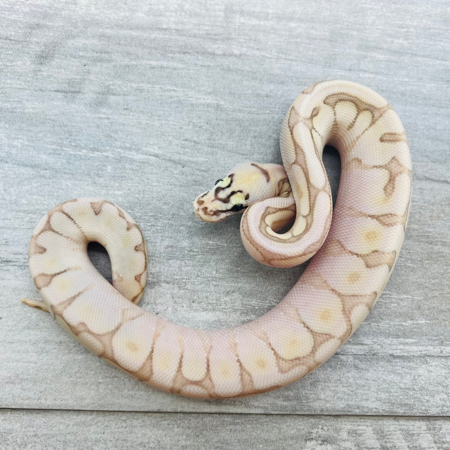 Pastel Lesser Spider Asphalt Or YB Pos Enchi Or Fire Ball Python by KDM ...