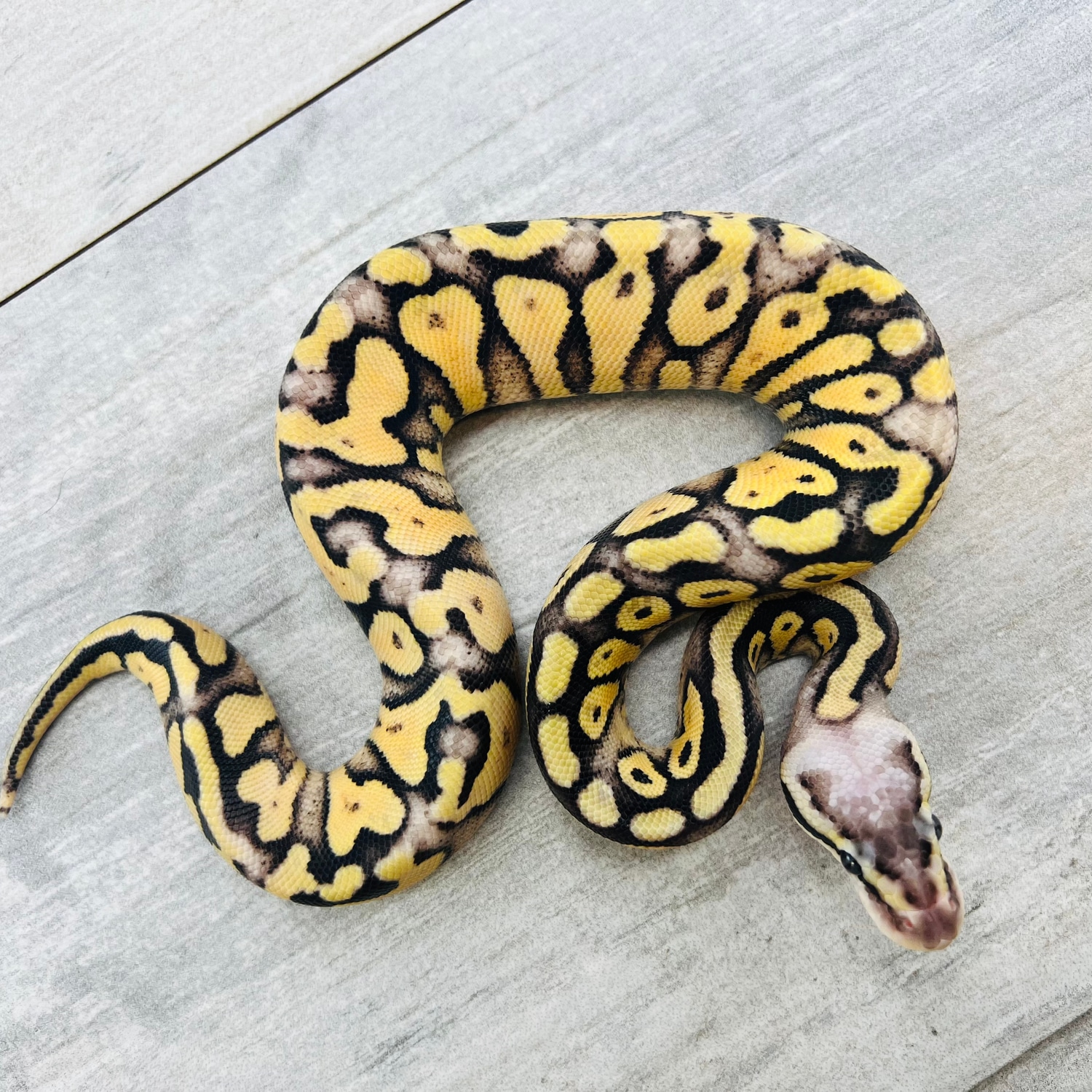 Super Pastel Asphalt Or YB Ball Python by KDM Exotics - MorphMarket