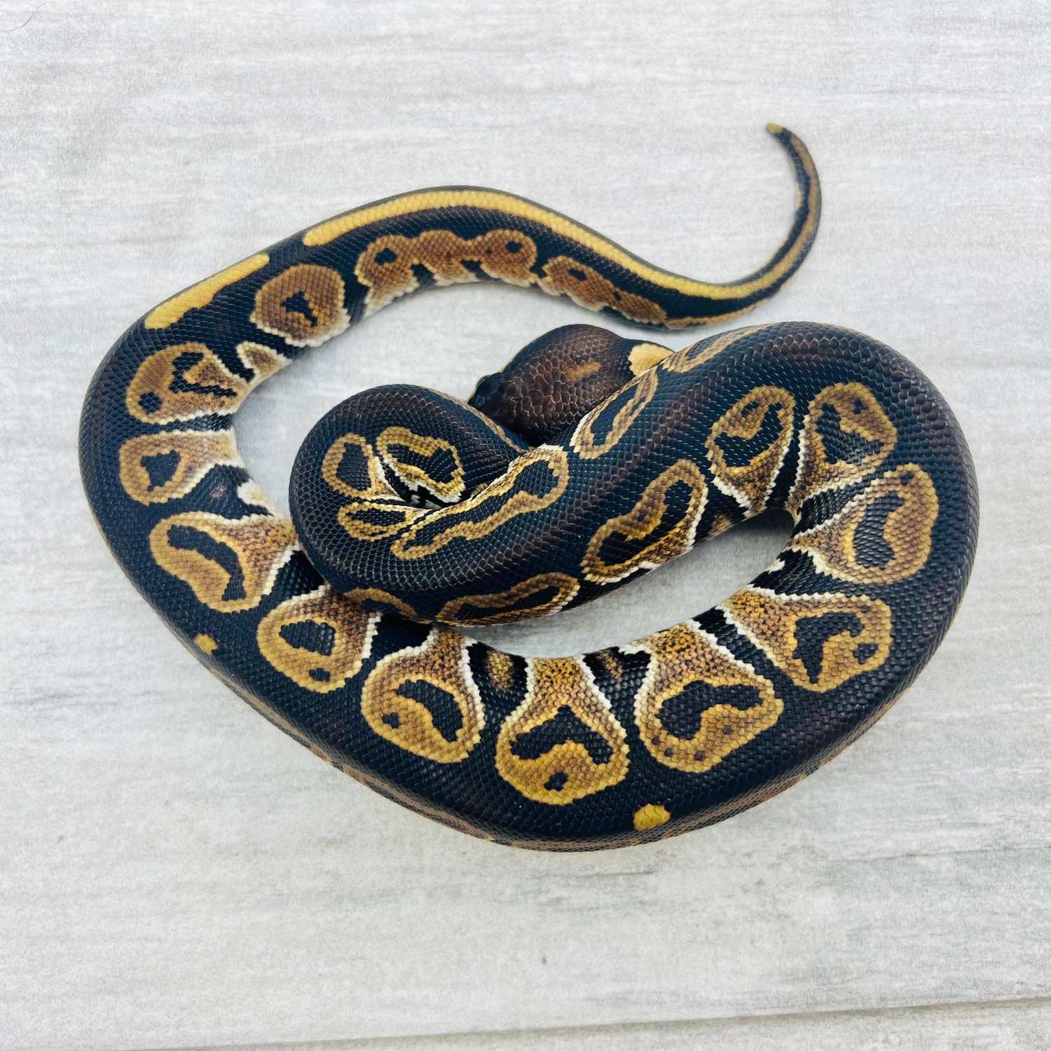 HRA Het Lavender Ball Python by KDM Exotics - MorphMarket