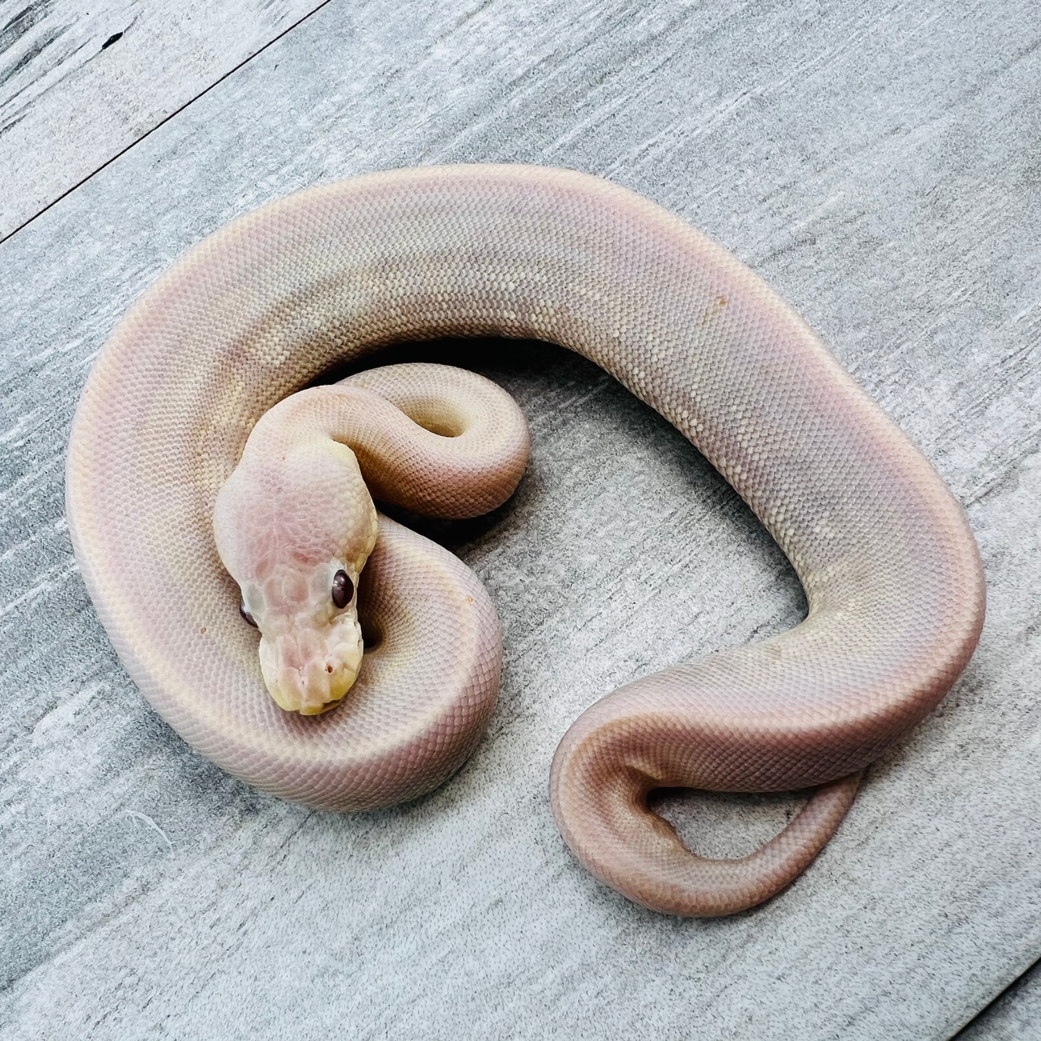 Lavender Gargoyle Ball Python by KDM Exotics - MorphMarket