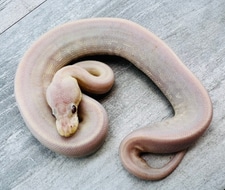 Lavender Gargoyle Ball Python by KDM Exotics - MorphMarket