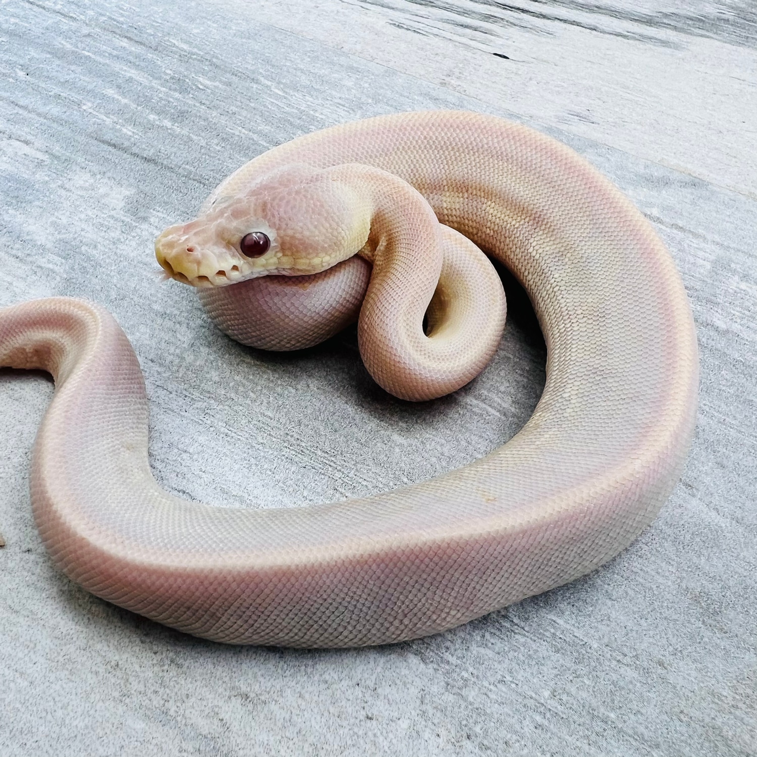 Lavender Gargoyle Ball Python by KDM Exotics - MorphMarket