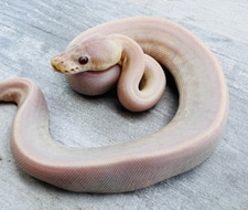 Lavender Gargoyle Ball Python by KDM Exotics - MorphMarket