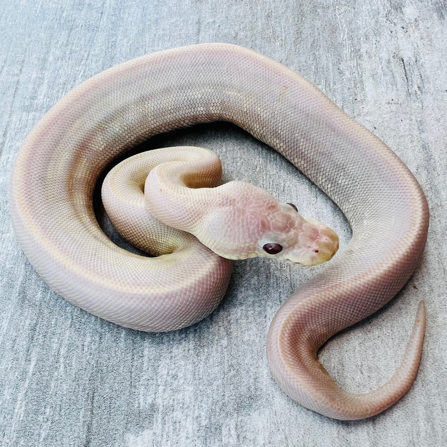 Lavender Gargoyle Ball Python by KDM Exotics - MorphMarket