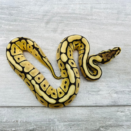 Mojave Spider DH VPI Axanthic DG Ball Python by KDM Exotics