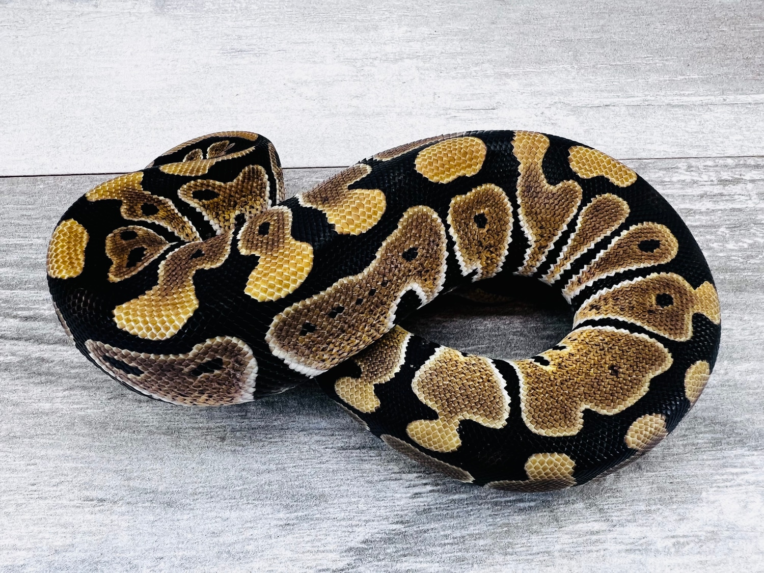 Het VPI Axanthic Pos Het Clown Ball Python by KDM Exotics - MorphMarket