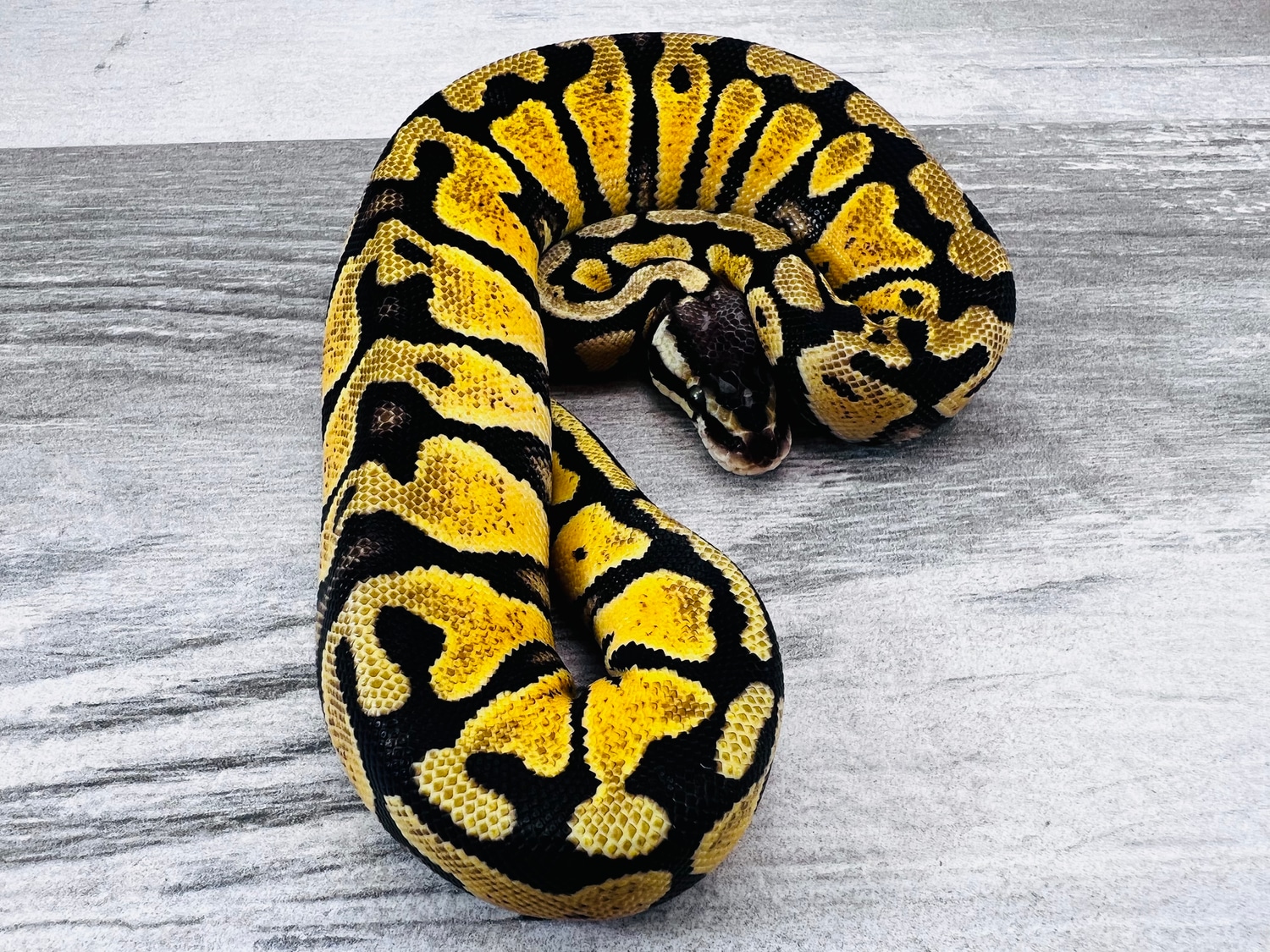 Pastel Asphalt/Yellow Belly Ball Python by KDM Exotics - MorphMarket