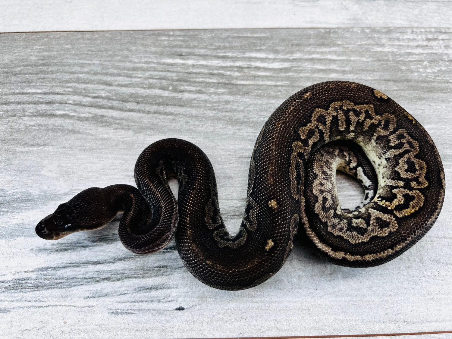 Gargoyle Het Lavender Ball Python by KDM Exotics - MorphMarket