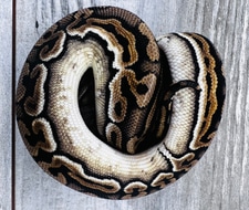Cinnamon Puzzle Pos Het Albino/Caramel Ball Python by KDM Exotics - MorphMarket