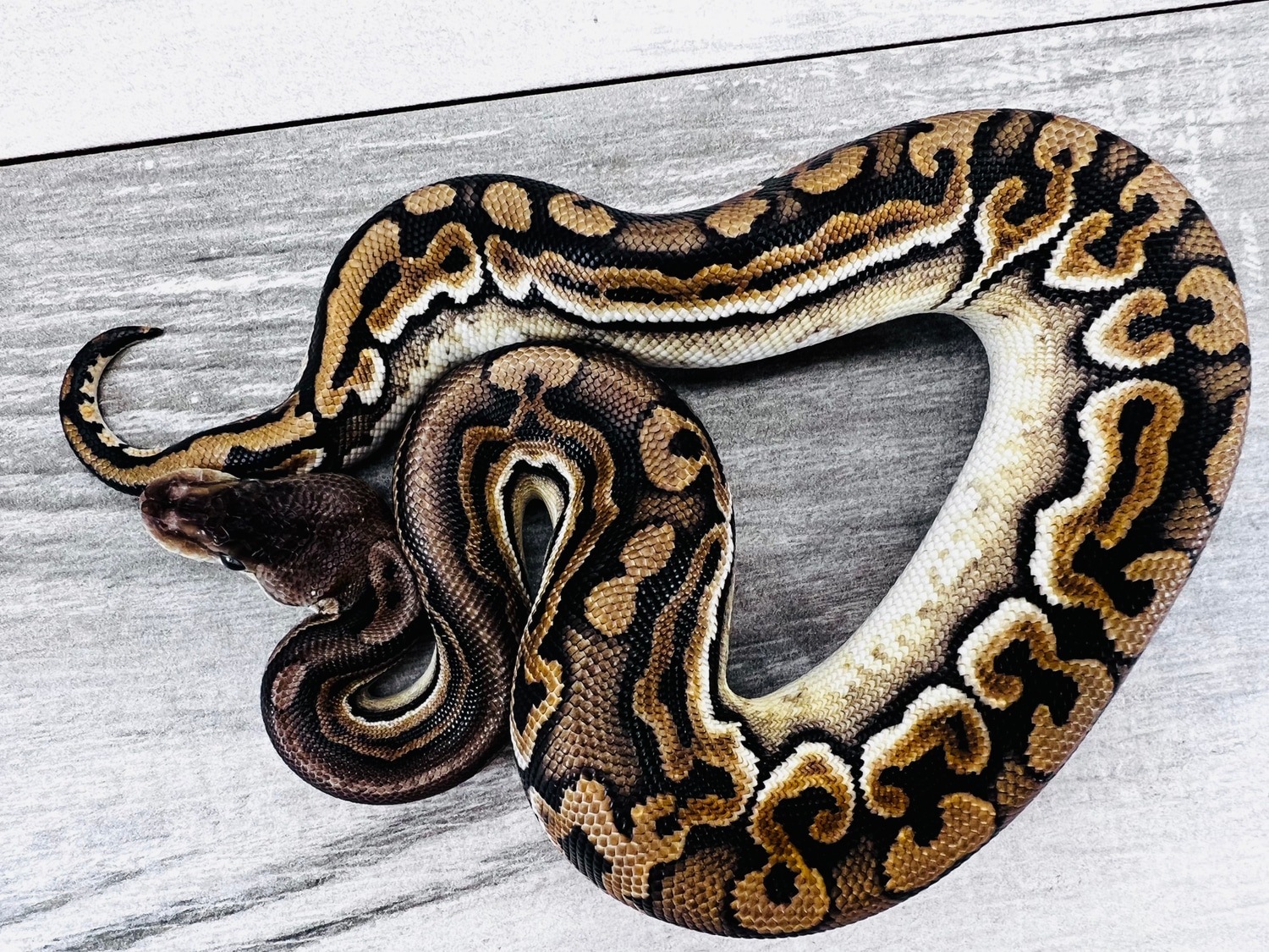 Cinnamon Puzzle Pos Het Albino/Caramel Ball Python by KDM Exotics ...