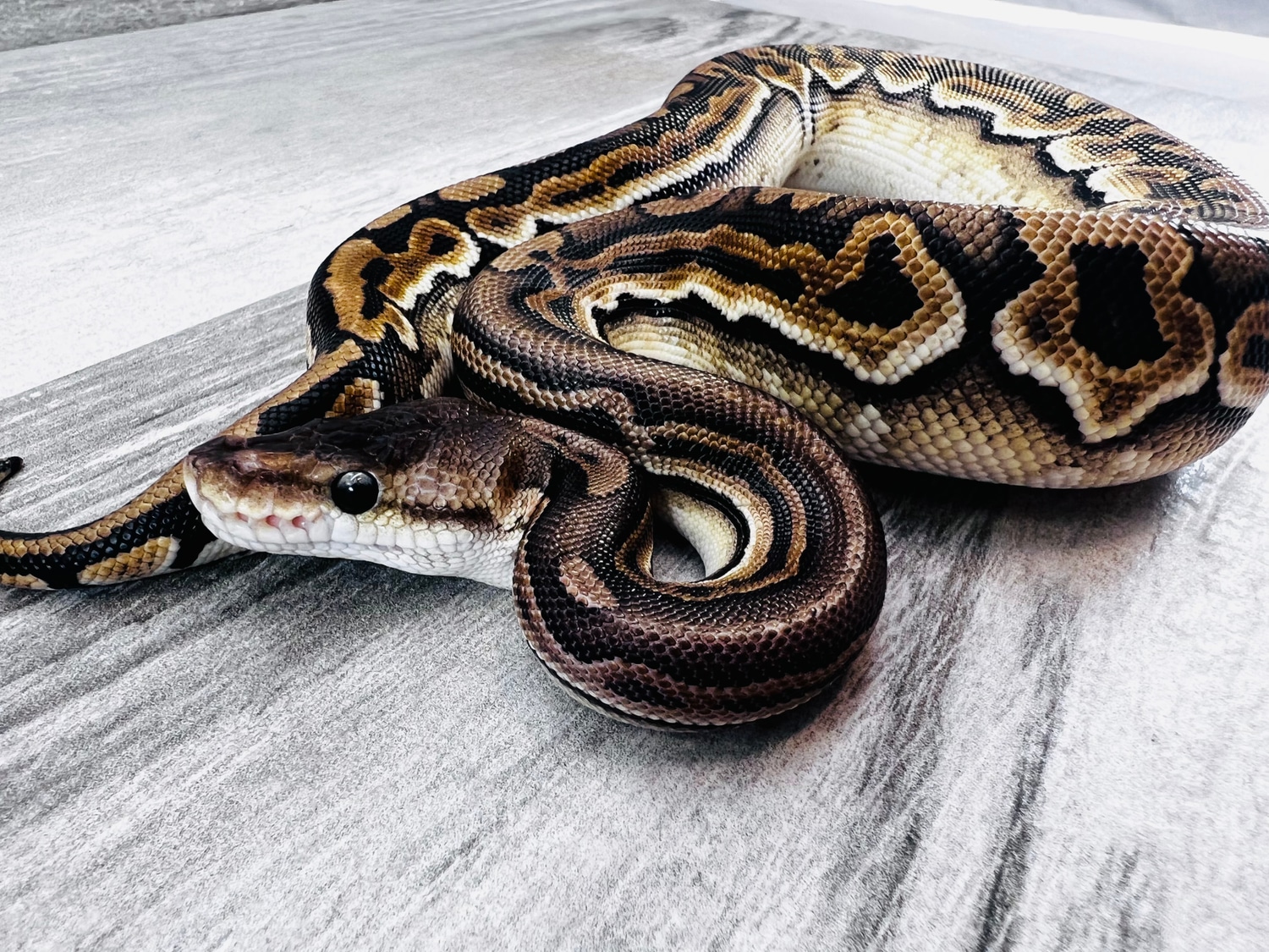 Cinnamon Puzzle Pos Het Albino/Caramel Ball Python by KDM Exotics ...