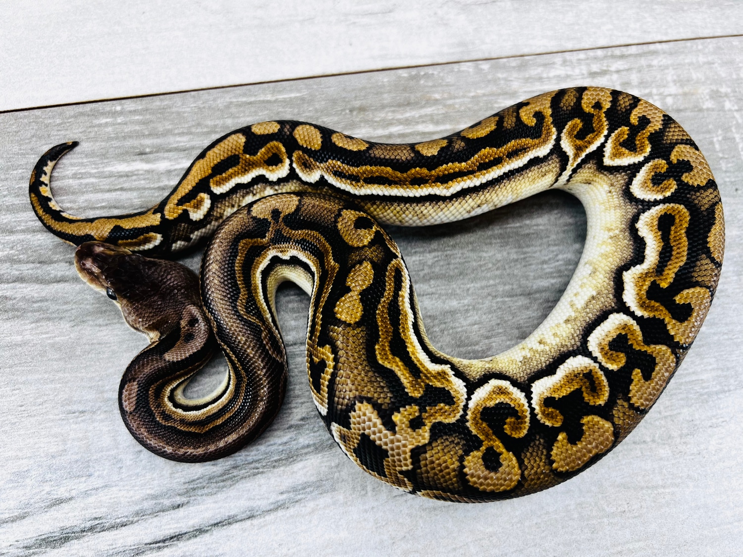 Cinnamon Puzzle Pos Het Albino/Caramel Ball Python by KDM Exotics ...