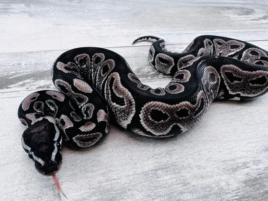 VPI Axanthic Pos Het Hypo Ball Python by KDM Exotics