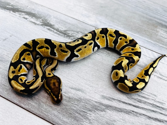 OD Vanilla Pos Het Clown Ball Python by KDM Exotics
