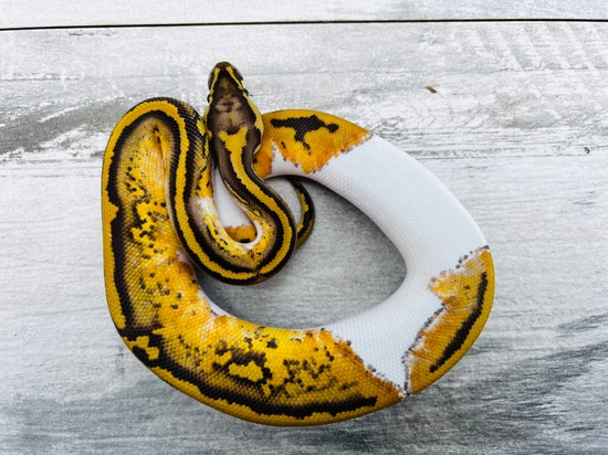 Pastel Trojan Pied Pos Leopard Pos Het Albino Ball Python by KDM Exotics