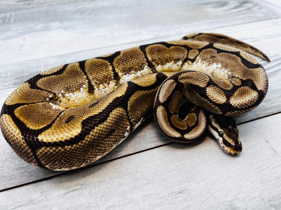 Spider Asphalt Proven Ball Python by KDM Exotics