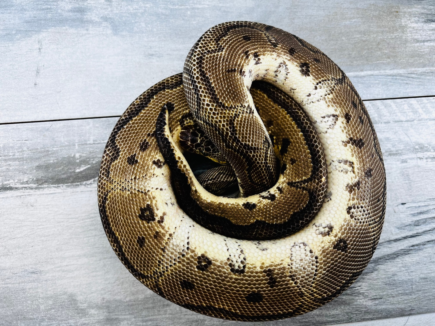 Pastel Blade Clown Proven Ball Python by KDM Exotics - MorphMarket
