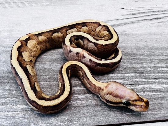 Vanilla Cream Pos Het Clown Ball Python by KDM Exotics