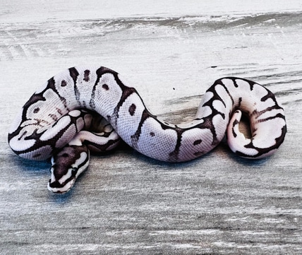 Cinnamon Puzzle Pos Het Albino/Caramel Ball Python by KDM Exotics ...