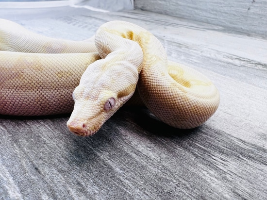 Snow Boa Constrictor by KDM Exotics