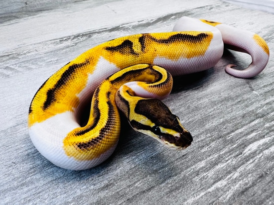 HGW Fire Pied Pos Enchi Ball Python by KDM Exotics