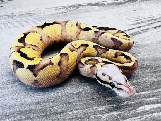 Vanilla Scream Pos OD Pos Het Clown Ball Python by KDM Exotics