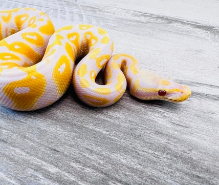 Lavender Gargoyle Ball Python by KDM Exotics - MorphMarket