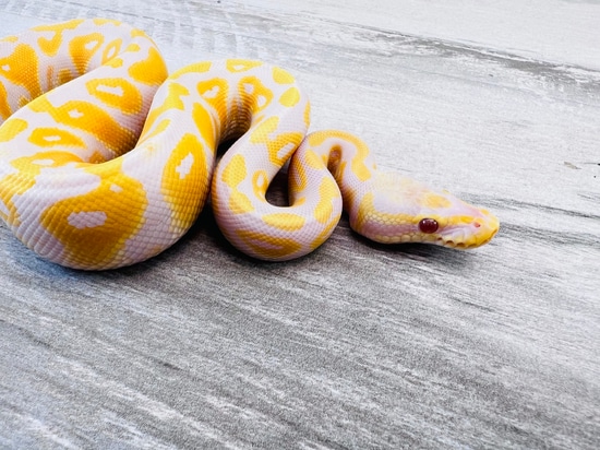 Pastel Lavender Ball Python by KDM Exotics