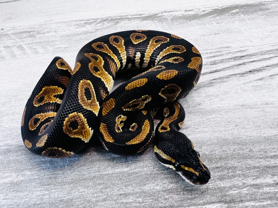 Spotnose Blackhead Ball Python by KDM Exotics