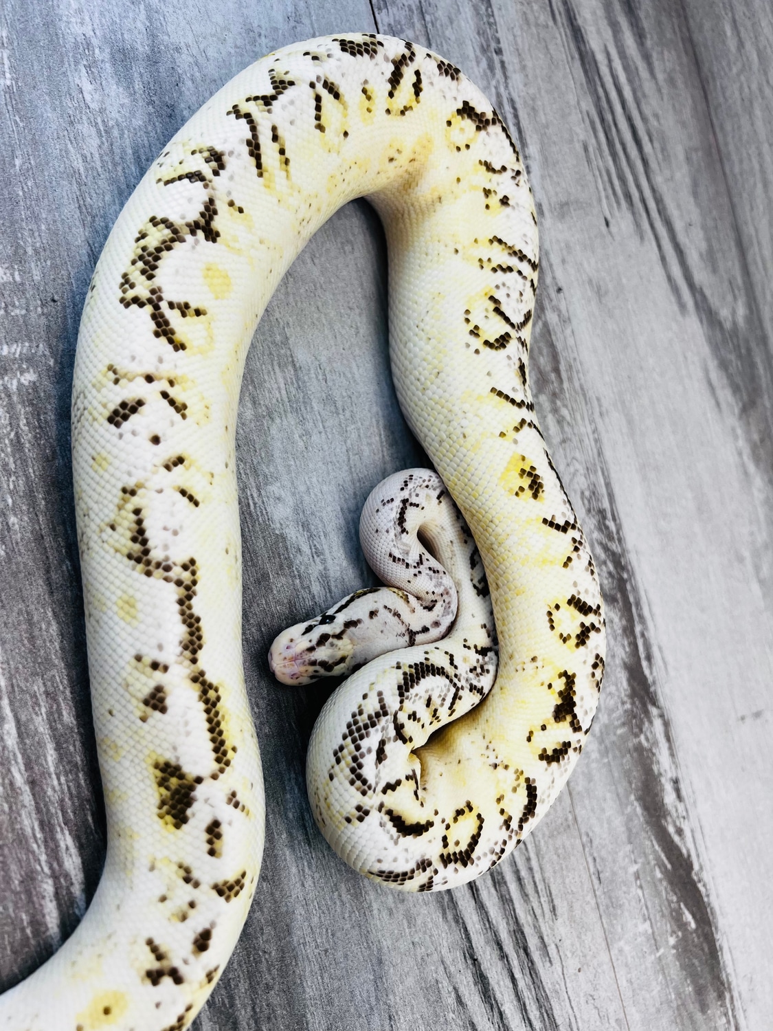 Asphalt Spector Bumble Bee Ball Python by KDM Exotics - MorphMarket
