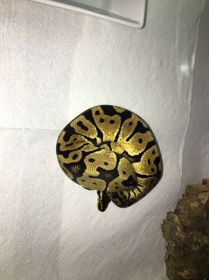 Lemon Pastel Ball Python by Clutch Reptiles