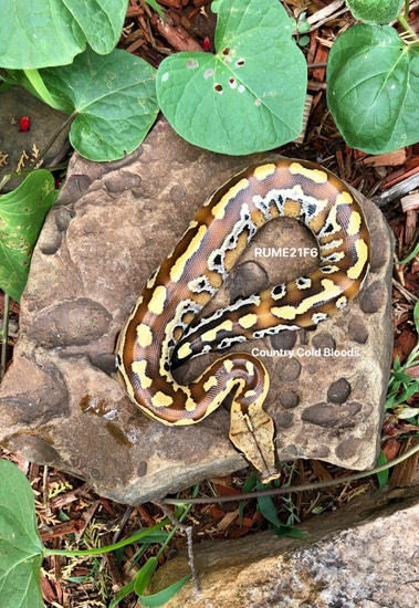 2021 Female Blood Python by Country Cold Bloods
