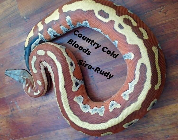 2021 Female Blood Python by Country Cold Bloods - MorphMarket