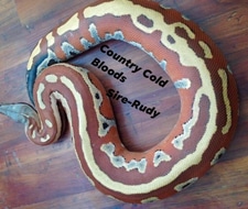2021 Female Blood Python by Country Cold Bloods - MorphMarket