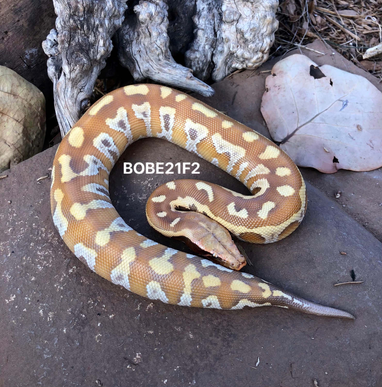 **VALENTINES SPECIAL** 2021 Female Tpos Albino Blood Python by Country ...