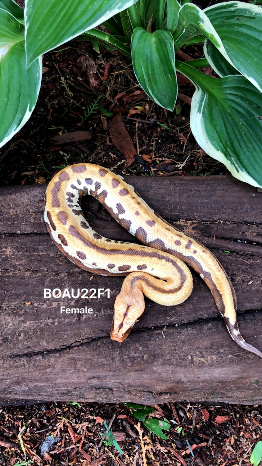 Tpos Albino Golden Eye Blood Python by Country Cold Bloods - MorphMarket