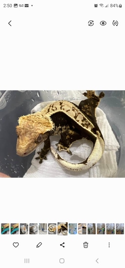 Dark Pinstripe GECKO JUNKIE Crested Gecko by Chicago crested gecko