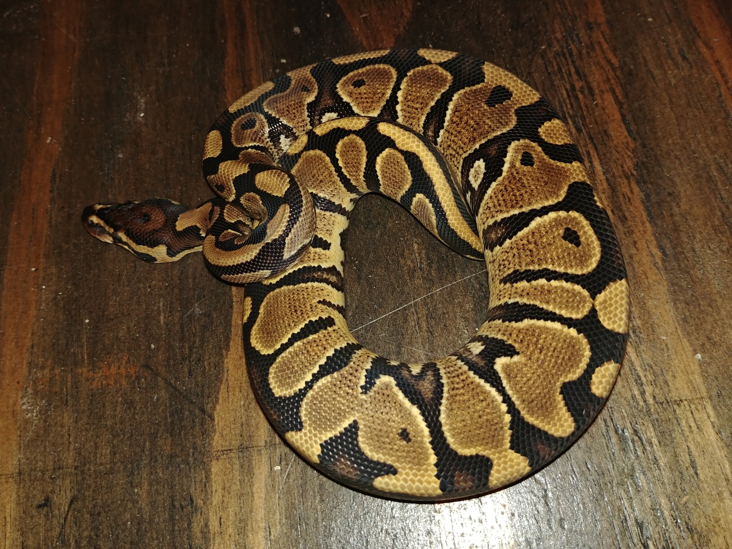 Yellow Belly Ball Python by TKR Exotics - MorphMarket