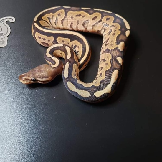 Cinny Fire 100% Het Candy Ball Python by TKR Exotics