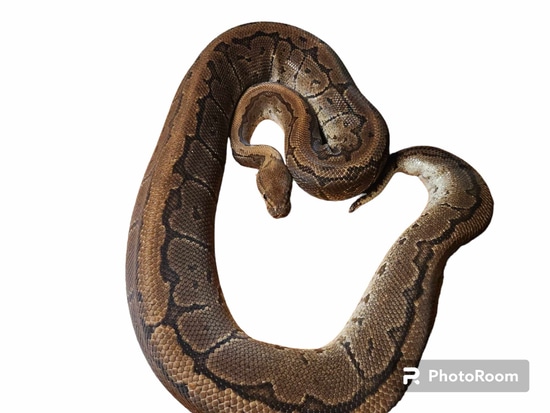 Chocolate Pinstripe Ball Python by TKR Exotics