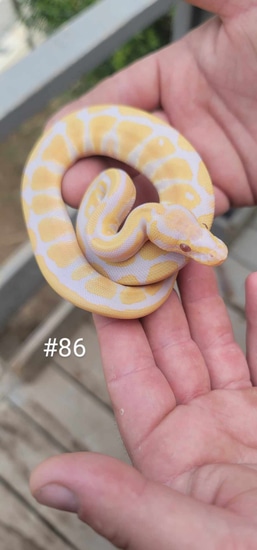 Candy Het Pied Ball Python by TKR Exotics