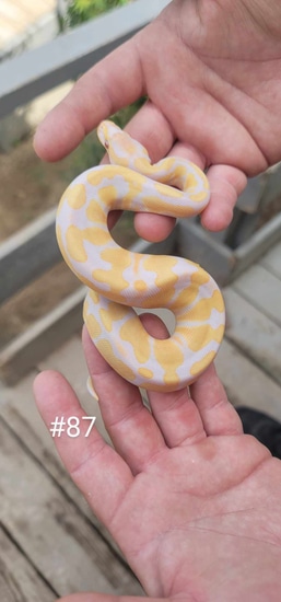 Candy Het Pied Ball Python by TKR Exotics