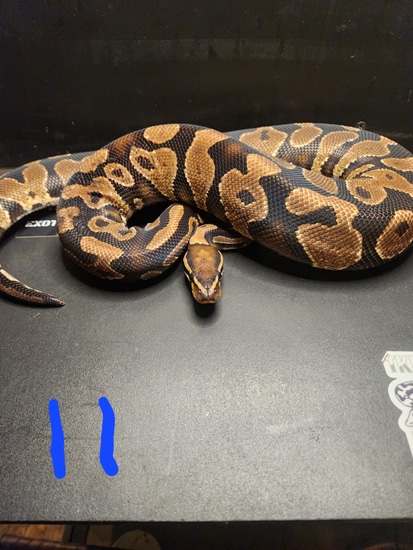 Dh Candy Pied Ball Python by TKR Exotics